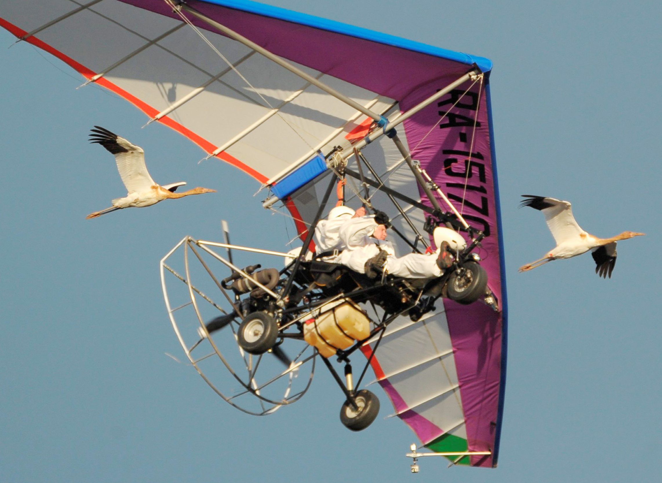 Hang Gliding Putin Soars With Cranes Washington Times