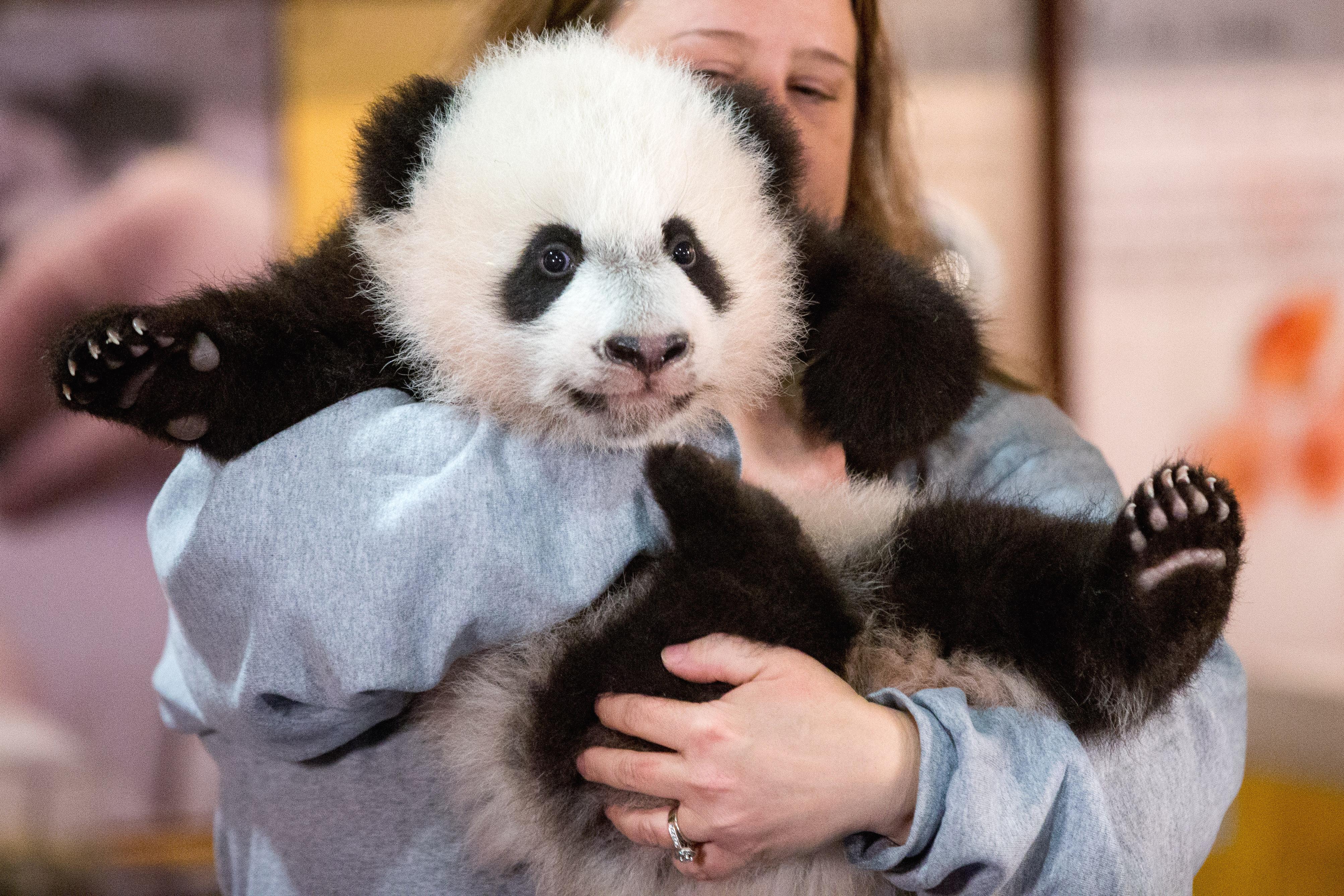 Nbhnc Panda