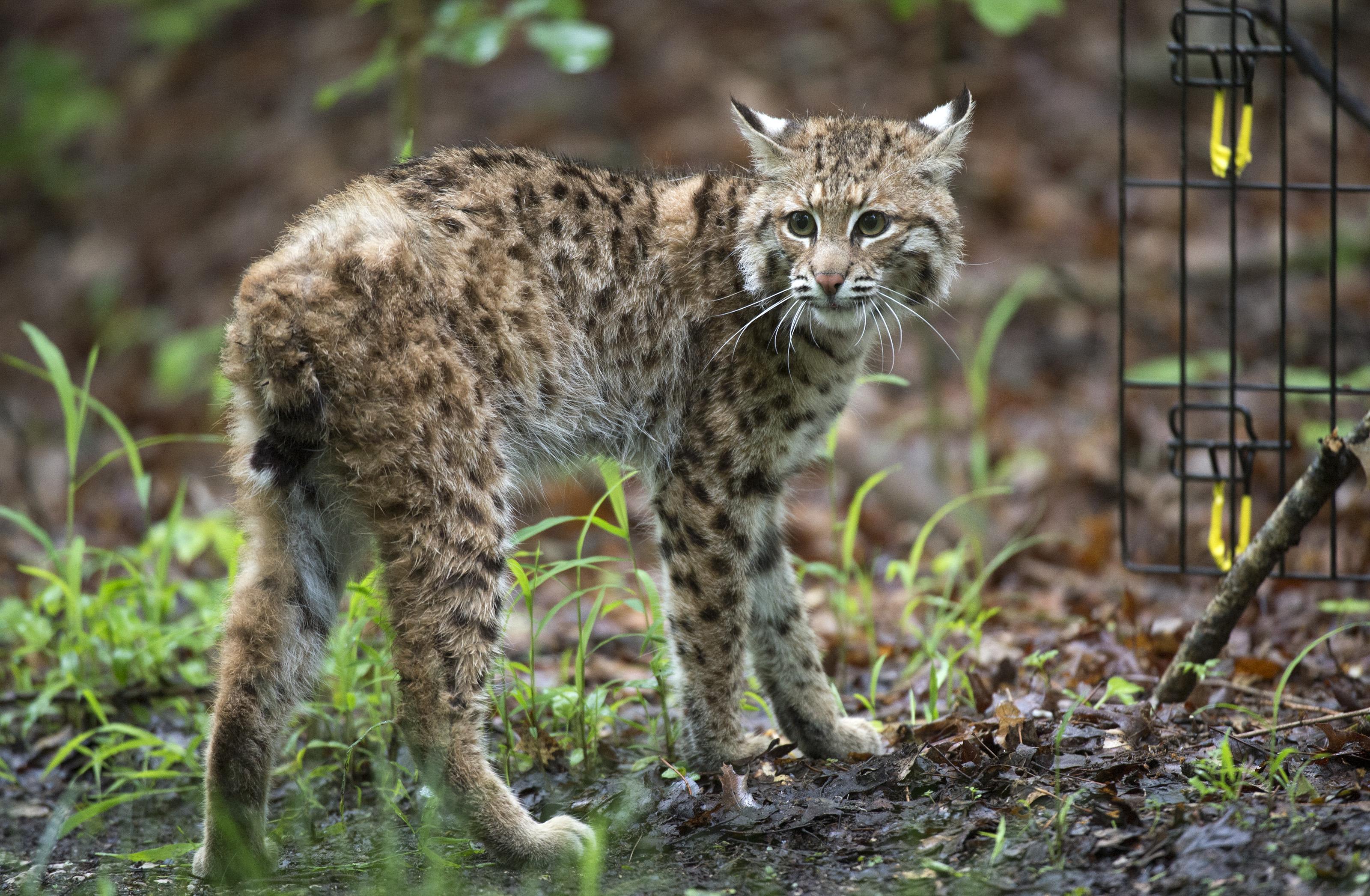 Adolescent Bobcat