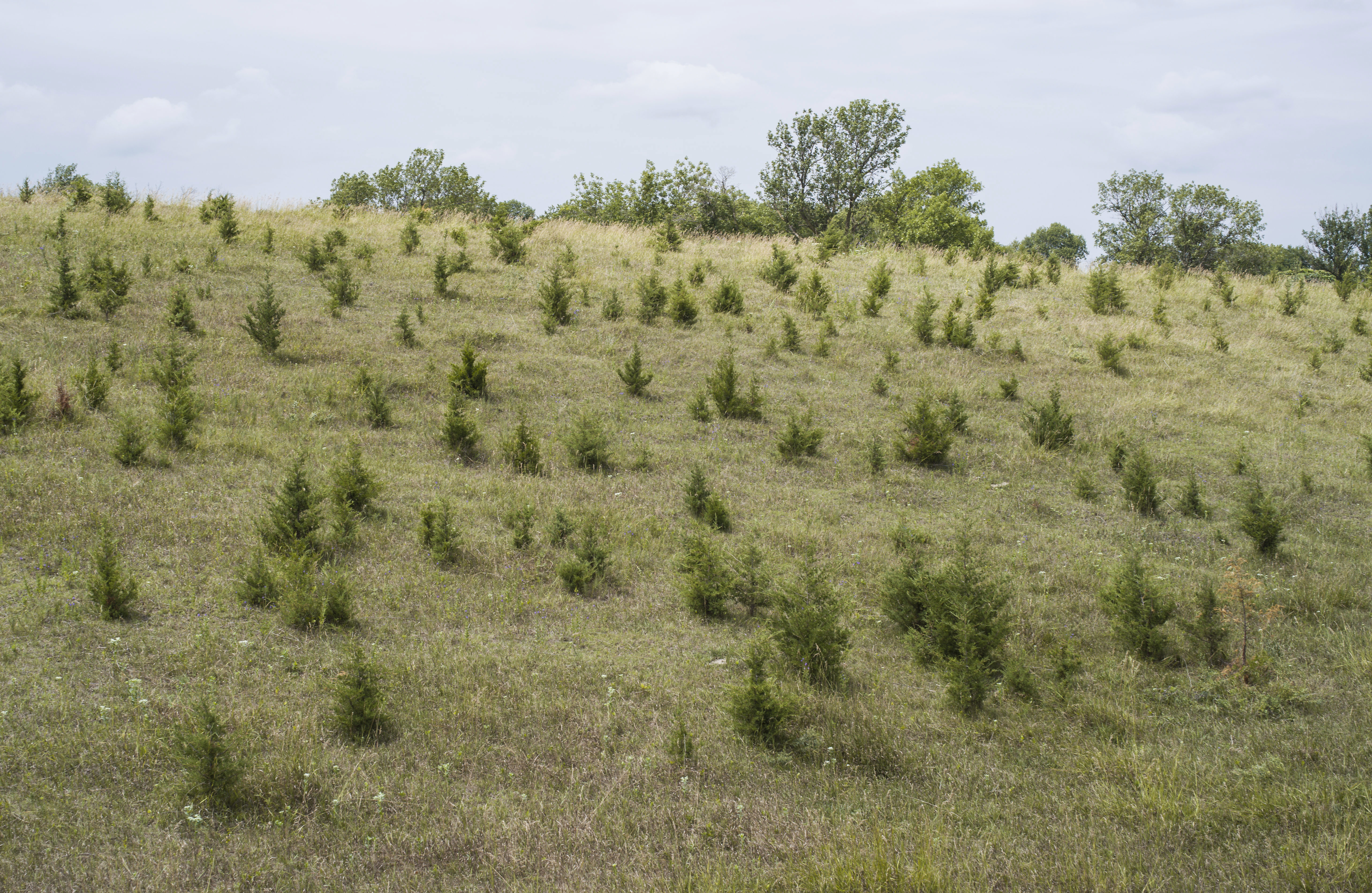 Red Cedar Trees Nebraska How Does Cedar Impact Wildlife In The Great