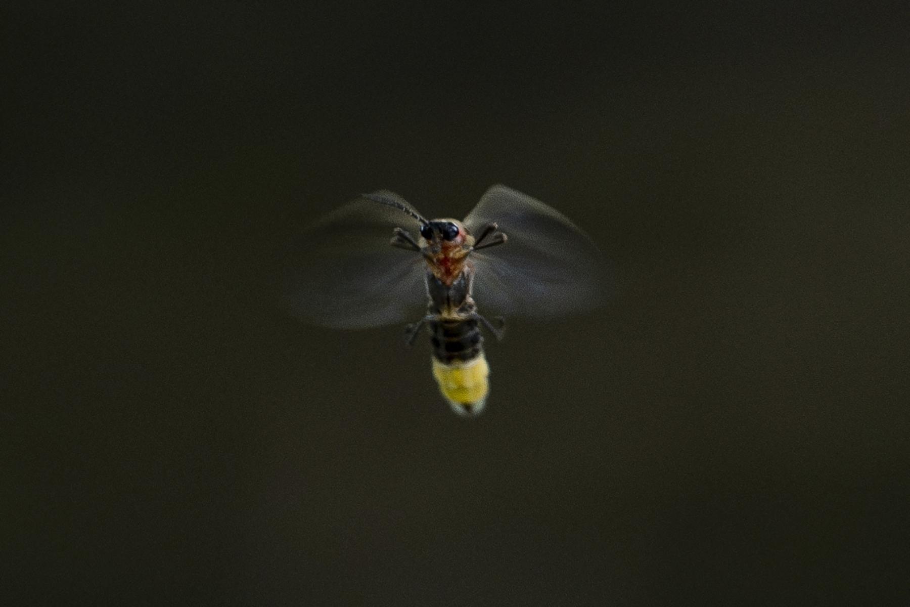 Lightning Bugs